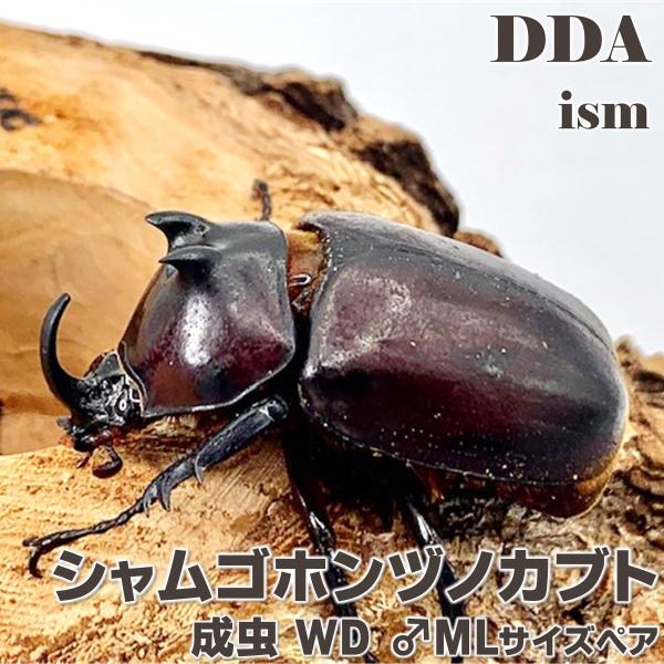 (産地:ベトナム南部 ダクノン省 天然個体) (種類（昆虫）:エンドウゴホンヅノカブト ♂♀成虫ペア ♀サイズフリー) (注意:※天然採集個体の為、スレ、キズ、軽微な欠けはご了承ください 画像は同等のイメージとなります。) かぶとむし 飼育...