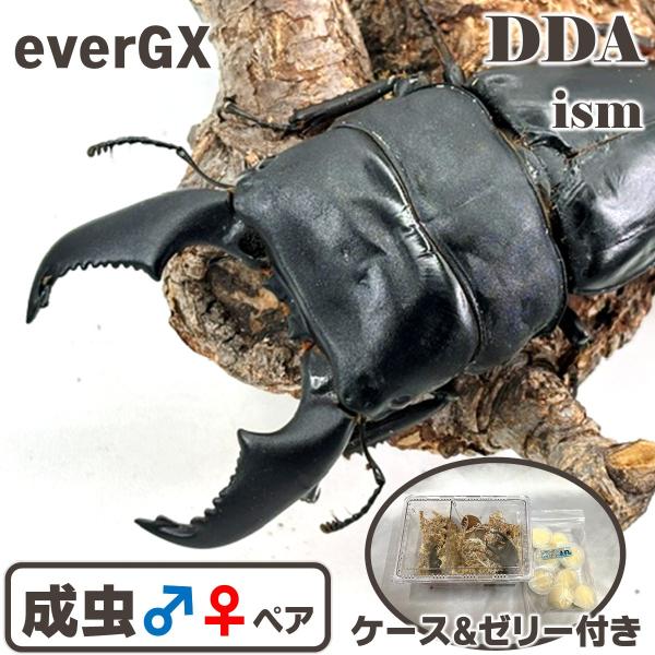 極太♂106.7mm-H37.2mm-B39.2mm2026年 5/16 羽化 ※翅先少しひらき親:everGX/アルティメットアチェ ♂103.5×53.3〜♀54.5mm (同腹)2025年 12/17 羽化親:everGX/アルティメ...
