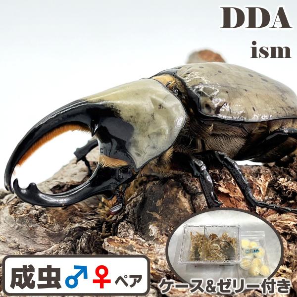 (産地:アリゾナ州産　CB) (種類（昆虫）:グラントシロカブト ♂♀成虫ペア サイズフリー) (注意:画像は同等のイメージとなります。) かぶとむし 飼育 観察 自由研究