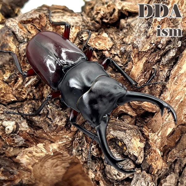 (産地:中国 貴州省 雷山県 CB) (種類（昆虫）:ハイチュヌスコクワガタ 原名亜種 ♂♀成虫ペア ♀サイズフリー) (注意:画像は同等のイメージとなります。) くわがた