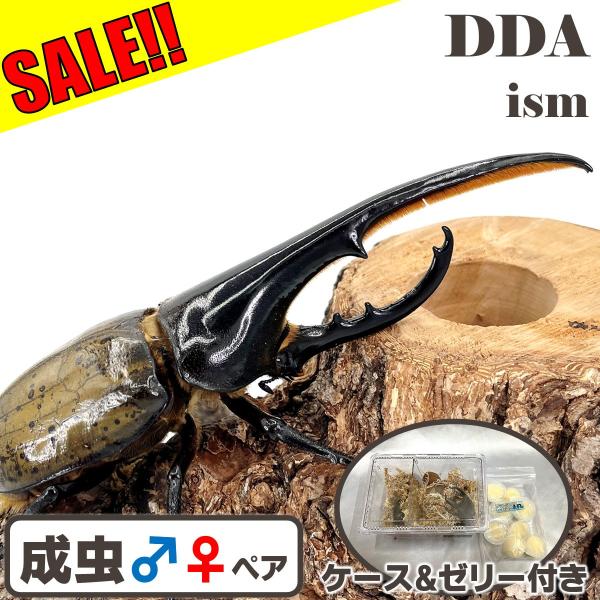 (産地:グアドループ産CB) (種類（昆虫）:ヘラクレス・ヘラクレス ♂♀成虫ペア ♀サイズフリー) (注意:画像は同等のイメージとなります。) かぶとむし 大型 子供 こども 春休み 夏休み 冬休み 観察 飼育 プレゼント ギフト 誕生日...
