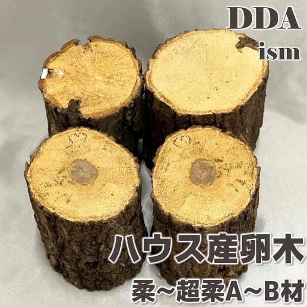 (サイズ:S〜M材  1本) (長さ:13cm前後 直径:約6〜9cm) (素材:クヌギ/ナラ) くわがた かぶとむし 飼育 産卵