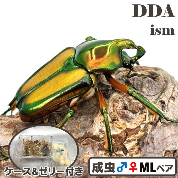 (産地:ネグロス島? 天然個体) (種類（昆虫）:ホーデン・ヒメカブトハナムグリ ♂♀成虫ペア サイズフリー) (注意:画像は同等のイメージとなります。) はなむぐり 飼育 観察 自由研究