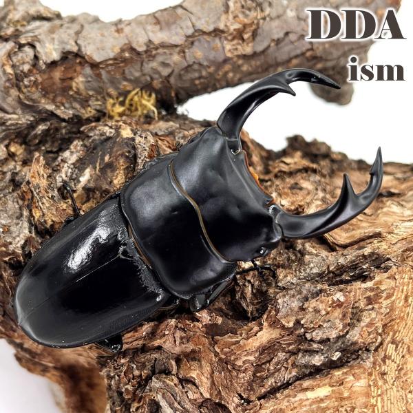 (産地:インド ダージリン州?産 CB) (種類（昆虫）:クルビデンスオオクワガタ(インドクルビデンス) 成虫♂♀ペア ♀サイズフリー) (注意:画像は同等のイメージとなります。) くわがた