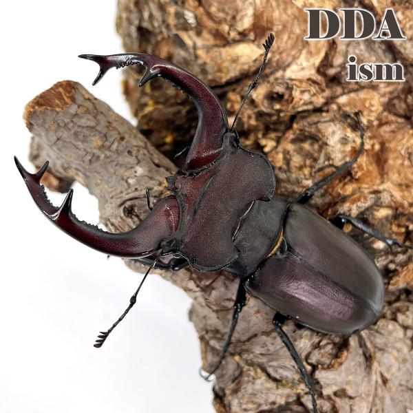 (産地:トルコ産 CB) (種類（昆虫）:ユダイクスミヤマ ♂♀成虫ペア ♀サイズフリー) (注意:画像は同等のイメージとなります。) くわがた