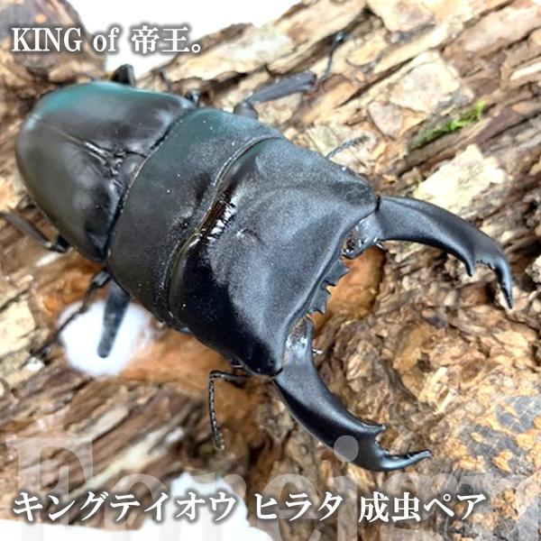 (産地:南カマリネス/イサロンCB) (種類（昆虫）:キングテイオウ ヒラタ 成虫♂♀ペア ♀サイズフリー) (注意:画像は同等のイメージとなります。) くわがた