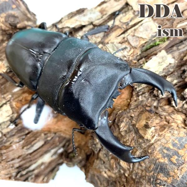 (産地:南カマリネス/イサロンCB) (種類（昆虫）:キングテイオウ ヒラタ 成虫♂♀ペア ♀サイズフリー) (注意:画像は同等のイメージとなります。) くわがた