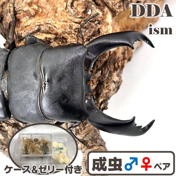 種親に最適！? 血統虫作成に！♂WD103.0直仔♂親 ♂WD103.0×44(WD101.5×WF-1)〜♂99.7mm H32.9mm B34.3mm2025年 10/31 羽化♀親 ♂WD101.4×♀44.7(WD101.5×WF-...