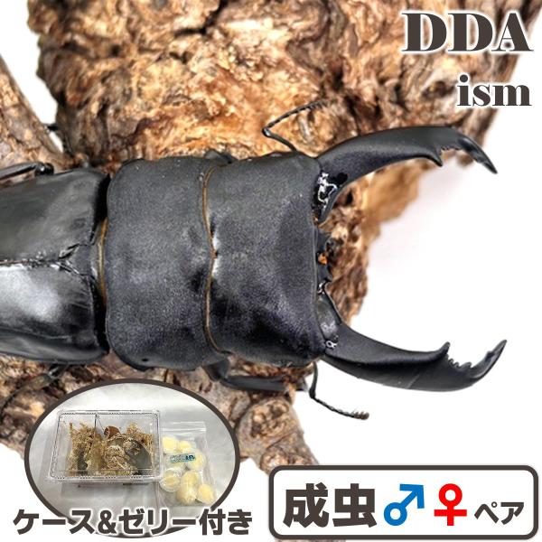 種親に最適！ 血統虫作成に！108ライン!　♂WD101.4直仔♂親 ♂WD101.4×44.7(WD101.5×WF-1)〜♂101.9mm H34.1mm B34.6mm2025年 11/24 羽化♀親 ♂WD103.0×♀46.1(W...