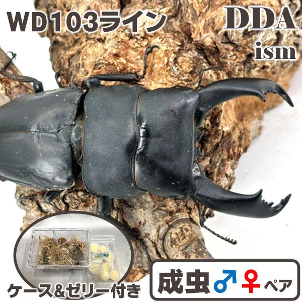 種親に最適! オリジナル血統虫作成に!♂102.3mm H33.9mm B34.5mm2025年 12/22 羽化親:WD103.0×46.1(WD101.5×WF-1)〜♀45mm 108ライン!2025年 10/上旬 羽化親:104.2...