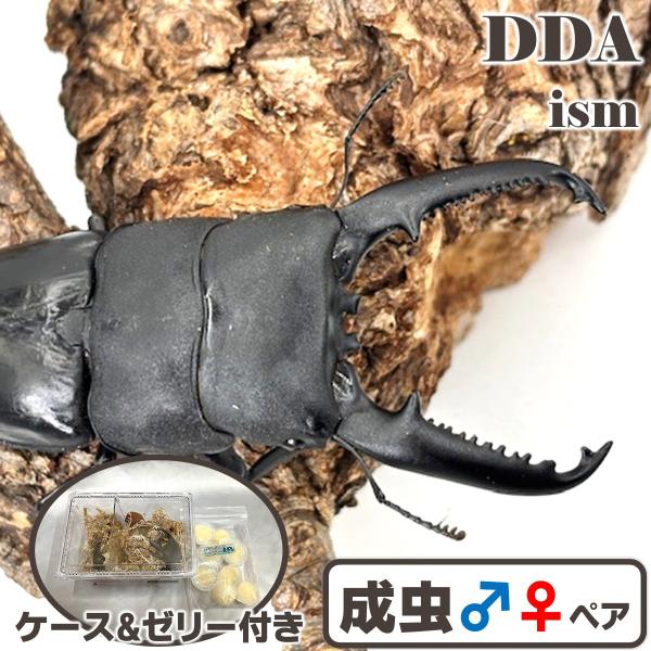 親♂:kuniパラワン110.0(113.2ライン)×49(kuni108極ライン)〜♀:kuni110.8(113.2ライン)×50.2(kuni113.7)〜サイズ♂105.5mm H33.0mm B34.2mm2025年 8/19 羽...