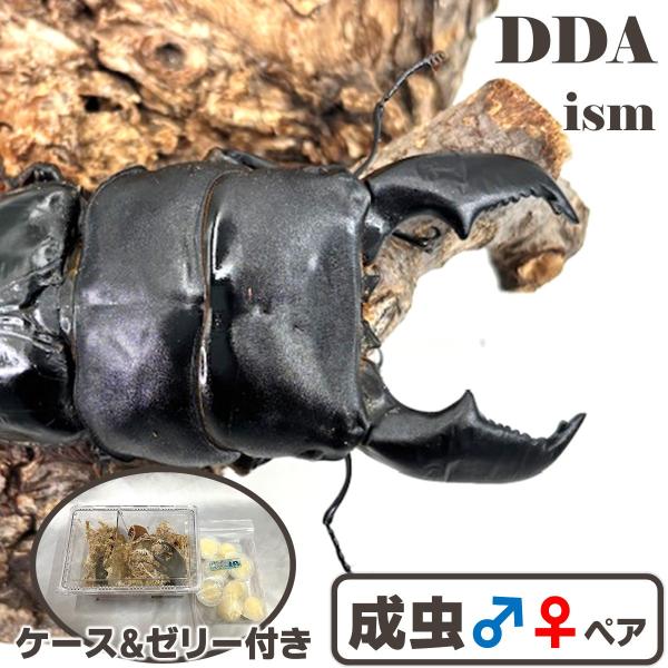 スマトラヒラタ最高峰♂109.1(kuni98Φライン)×♀52.7(kuni989)〜特大♂106.4mm-H36.6mm-B39.4mm2025年 12/14 羽化♂109.1(kuni98Φライン)×♀52.7(kuni989)〜♀5...
