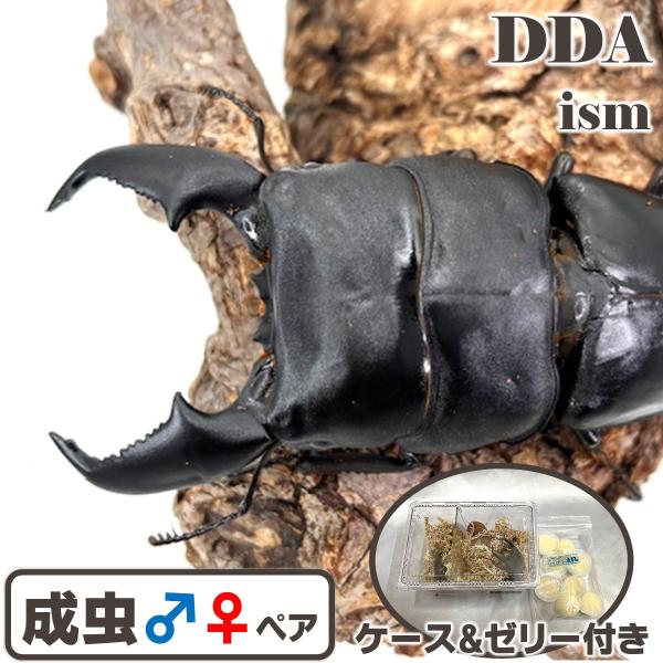 スマトラヒラタ最高峰♂102.5(kuni98Φライン)×♀50.5(kuni98Φ/989)〜♂100.7mm-H34.6mm-B37.2mm2025年 11/上旬 羽化♂105.5(kuni98Φライン)×♀52.2(アルティメットアチ...