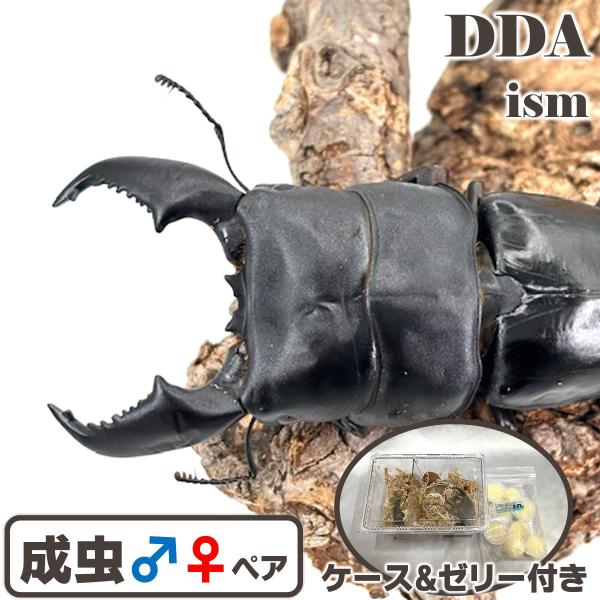 スマトラヒラタ最高峰♂103.5(kuniΦライン)×♀51.0(kuni98ライン)〜♂101.2mm-H34.9mm-B37.0mm2025年 12/中旬 羽化♂105.5(kuni98Φライン)×♀52.2(アルティメットアチェ/98...