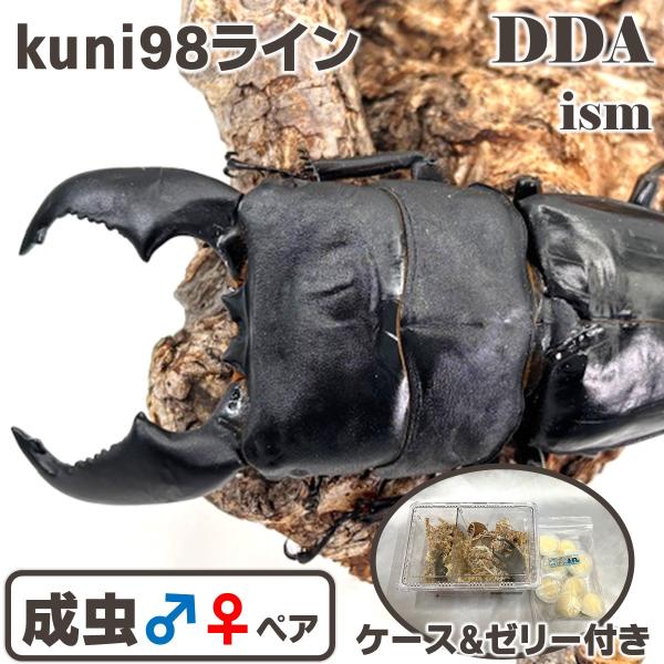 スマトラヒラタ最高峰♂105.2(kuni98ライン)×♀53.8(kuni98/989)〜♂104.4mm-H37.5mm-B38.6mm2026年? 3/上旬 羽化♂107.7×♀54.0 (kuniΦ/everGX)〜♀54.5mm?...