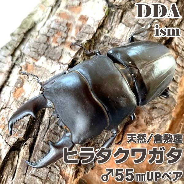 (産地:岡山県南部/倉敷市産 WD) (種類（昆虫）:倉敷ヒラタクワガタ ♂♀成虫ペア ♀サイズフリー) (注意:天然の為、ダニ、スレ、傷、軽微な欠けはご了承ください 画像は同等のイメージとなります。) くわがた