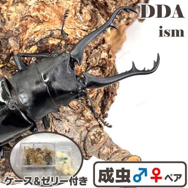 (産地:ルソン島 イサロン CB) (種類（昆虫）:マキタイギラファノコギリ ♂♀成虫ペア ♀サイズフリー) (注意:画像は同等のイメージとなります。) くわがた 大型 子供 こども 春休み 夏休み 冬休み 観察 飼育 プレゼント ギフト ...