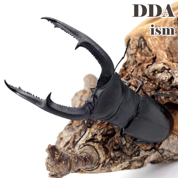 (産地:スマトラ　ジャンビ産　天然個体) (種類（昆虫）:マンディブラリスフタマタ 成虫♂♀ペア ♀サイズフリー) (注意:画像は同等のイメージとなります。) くわがた