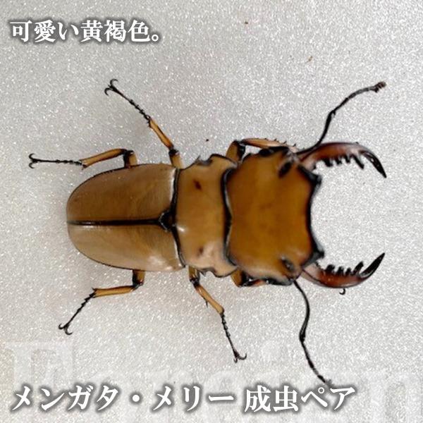 (産地:アフリカ中部/カメルーンCB) (種類（昆虫）:メンガタ・メリー 成虫♂♀ペア ♀サイズフリー) (注意:画像は同等のイメージとなります。) くわがた