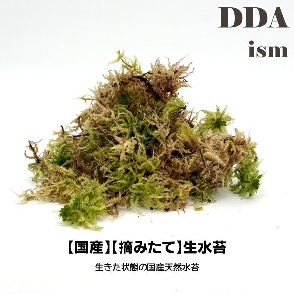 生産国:日本内容量:2000ボトル入り(2L相当)素材(ペットグッズ):植物くわがた かぶとむし 成虫 飼育 床材 ガーデニング 園芸  乾燥ミズゴケ 盆栽 蘭 ラン インテリア 植替え 両生類 爬虫類 産卵 イモリ テラリウム 大容量 着...