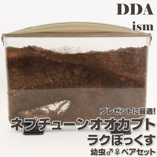 (産地:コロンビア/サタンデール州 産 CB) (種類:ネプチューンオオカブト) (内容:3令幼虫♂♀ペア ラクぼっくす/1500ボトル入り+交換用マット5L) (注意:♂♀同定ミスの保証はありません。画像はイメージとなります。) 飼育ポイ...