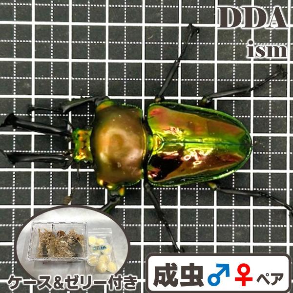 (産地:オーストラリア　クイーンズランドCBF1) (種類（昆虫）:ニジイロクワガタ 成虫♂♀ペア 特大♂68.3直仔 ♀サイズフリー(40mm前後)) (注意:画像は同等のイメージとなります。) くわがた 子供 こども 春休み 夏休み 冬...