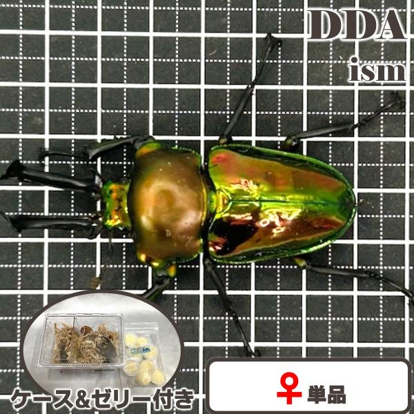 (産地:オーストラリア　クイーンズランドCBF1) (種類（昆虫）:ニジイロクワガタ 成虫♀サイズフリー(40mm前後)) (注意:画像は同等のイメージとなります。) くわがた 子供 こども 春休み 夏休み 冬休み 観察 飼育 プレゼント ...