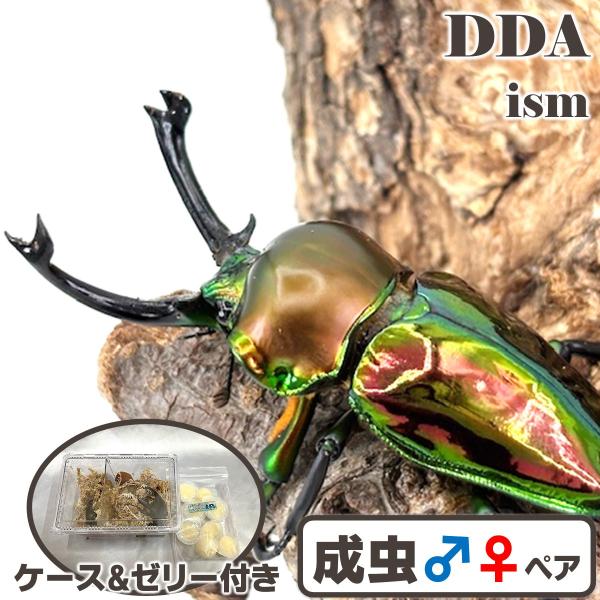 ギネス70.1ライン親 ♂69.5×♀38.9~　兄弟の最大69mm特大♂66.5mm 2025年 6/中旬 羽化特大♀40.6mm 2025年 4/下旬 羽化(同腹)