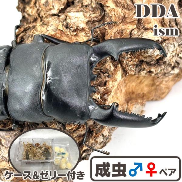 親♂:OAGARIパラワン114.1系 103.3×47.4〜♀:OAGARIパラワン114.1系 103.3×49.6〜サイズ超特大♂111.2mm H35.3mm B35.5mm2025年 6/27 羽化特大♀52.9mm2025年 6...