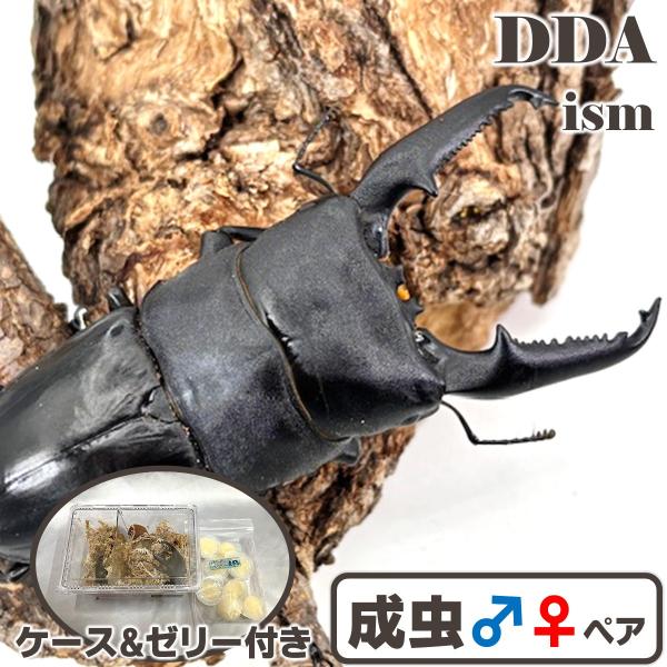 ニューウェーブ! パラワンヒラタ最高峰!OAGARIパラワン114.1ライン アベレージ109.5mm!!特大♂109.7mm H34.7mm B35.5mm2025年 7/6 羽化? 113.8同腹兄弟ですOAGARIパラワン114.2系...