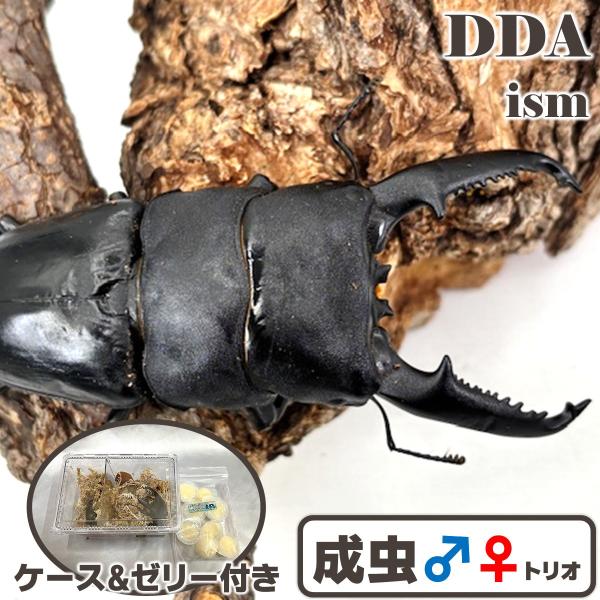 親♂:OAGARIパラワン114.2系 103.3×50.3〜♀:OAGARIパラワン114.1系 103.7×47〜♀:OAGARIパラワン114.1系 103.7×49〜サイズ超特大♂112.2mm H35.3mm B36.1mm202...