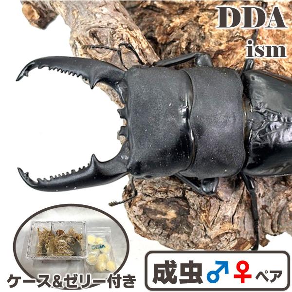 ニューウェーブ! パラワンヒラタ最高峰!OAGARIパラワン114.0兄弟 アベレージ109.5mm!!♂107.8mm H34.1mm B34.4mm2025年 9/22 羽化OAGARIパラワン 103.3×49.6〜♀50.0mm　2...