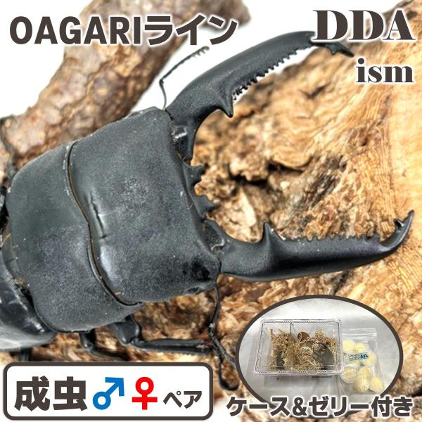♂111.6mm H35.5mm B35.7mm 顎太2026年 3/26 羽化親:OAGARIパラワン 108.9×49.8〜 115.1異母兄弟♀51.9mm2026年 1月 羽化親:OAGARIパラワン 110.4×50.1〜シリアル...