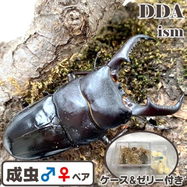 オキノエラブヒラタDorcus titanus okinoerabuensis鹿児島県 沖永良部島 CB♀サイズフリー