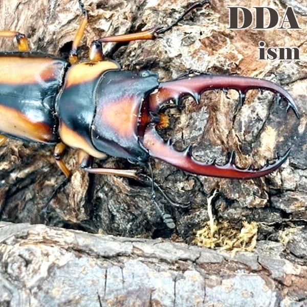 (産地:カメルーン産 CB) (種類（昆虫）:サバゲノコギリ 成虫♂♀ペア ♀サイズフリー) (注意:画像は同等のイメージとなります。) くわがた