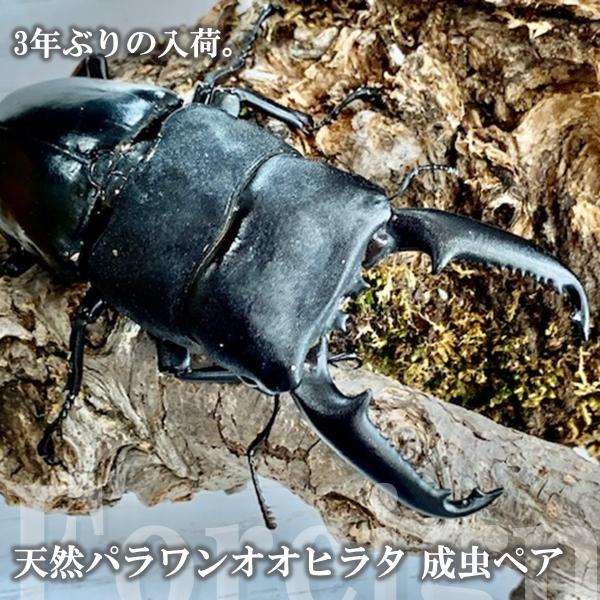 (産地:パラワン島 ブルックスポイント Mtガントン 天然個体) (種類（昆虫）:パラワンオオヒラタ 成虫♂♀ペア ♀サイズフリー) (注意:画像は同等のイメージとなります。) くわがた