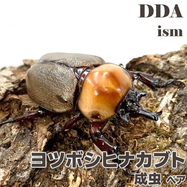(産地:ペルー ワヌコ市ティンゴマリア) (種類（昆虫）:ヨツボシヒナカブト ♂♀成虫ペア ♂♀サイズフリー) (注意:画像は同等のイメージとなります。) かぶとむし 飼育 観察 自由研究