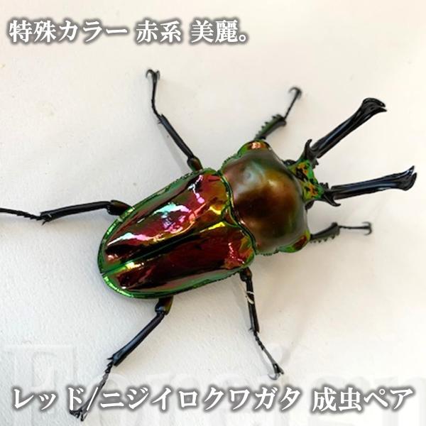 (産地:オーストラリア　クイーンズランドCB) (種類（昆虫）:レッド/ニジイロクワガタ 成虫♂♀ペア ♀サイズフリー) (注意:画像は同等のイメージとなります。) くわがた 子供 こども 春休み 夏休み 冬休み 観察 飼育 プレゼント ギ...