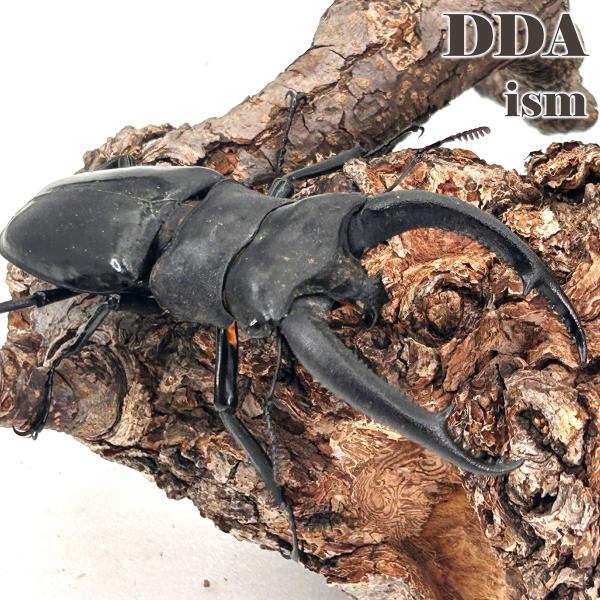 (産地:スマトラ　ジャンビ産　天然個体) (種類（昆虫）:リノケロスフタマタ 成虫♂♀ペア ♀サイズフリー) (注意:画像は同等のイメージとなります。) くわがた