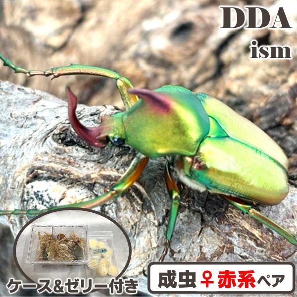 (産地:パラワン島 ブルックスポイント Mtガントン 天然個体) (種類（昆虫）:ロドリゲス/カブトハナムグリ ♂♀成虫ペア サイズフリー) (注意:画像は同等のイメージとなります。) はなむぐり 飼育 観察 自由研究
