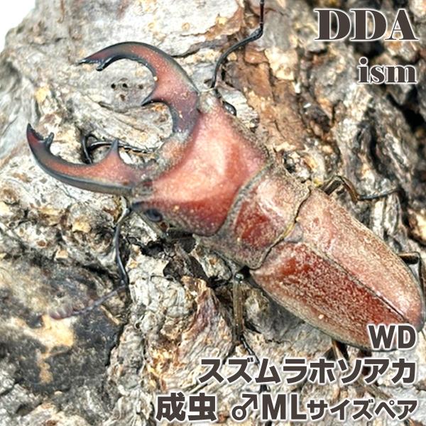 スズムラホソアカCyclommatus suzumuraiフィリピン パラワン島 ロハス 天然個体♂MLサイズ成虫ペア (♂約30~40mm)　♀サイズフリー全身微毛に覆われる産卵/幼虫飼育は超柔材、スーパーFマット、モンスターXがおすすめ...