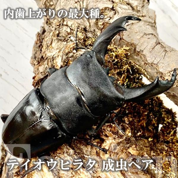 (産地:カタンドゥアネス島  Mtサミット CB) (種類（昆虫）:テイオウヒラタ 成虫♂♀ペア ♀サイズフリー) (注意:画像は同等のイメージとなります。) くわがた