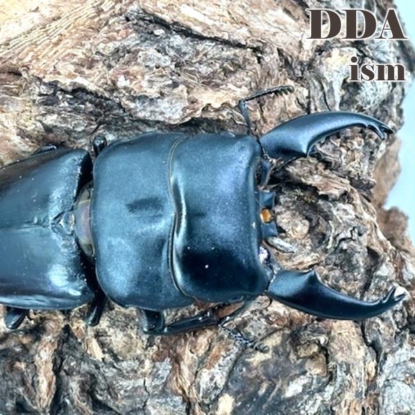 (産地:北ボルネオ サバ州 クロッカー山脈 CBF-3) (種類（昆虫）:トラキクスヒラタ ♂♀成虫ペア ♀サイズフリー) (注意:画像は同等のイメージとなります。) くわがた