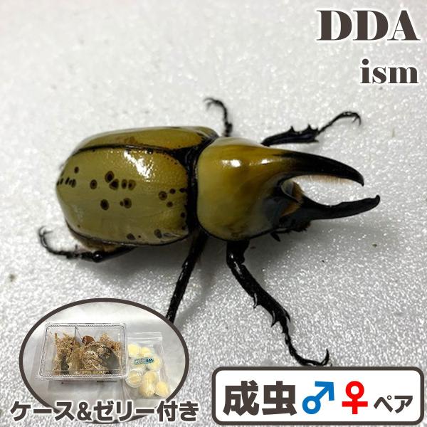(産地:ノースカロライナ州産 CB) (種類（昆虫）:ティティウスシロカブト ♂♀成虫ペア サイズフリー) (注意:画像は同等のイメージとなります。) かぶとむし 飼育 観察 自由研究