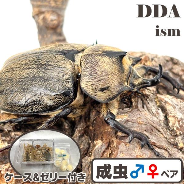 (産地:メキシコ モンテレイ CB) (種類（昆虫）:ボグティ・ヒメゾウカブト ♂♀成虫MLサイズ) (注意:画像は同等のイメージとなります。) かぶとむし 飼育 観察 自由研究
