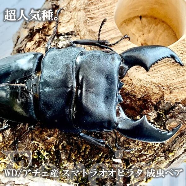 (産地:スマトラ島北部 アチェ Mt.Leuser 天然個体) (種類（昆虫）:スマトラヒラタ 成虫♂♀ペア ♀サイズフリー) (注意:画像は同等のイメージとなります。) くわがた