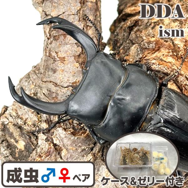 ミンダナオ・パリーオオクワガタ(リツセマ/セツロウ オオクワ)Dorcus ritsemae setsuroiミンダナオ島 キダパワン産 WD成虫ペア　♀サイズフリー人気のミンパリ!エッジのきいた直線的な大顎が特徴的なオオクワ!※天然個体の...