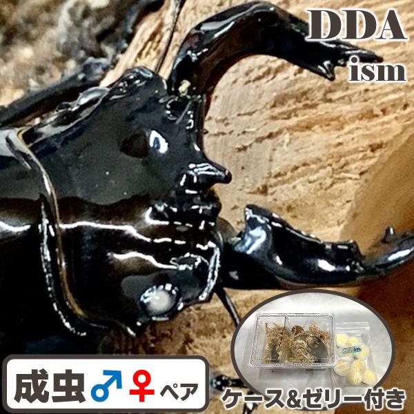 (産地:中部アフリカ コンゴ産 CB) (種類（昆虫）:WWタランドゥスオオツヤ 成虫♂♀ペア ♀サイズフリー) (注意:画像は同等のイメージとなります。) くわがた