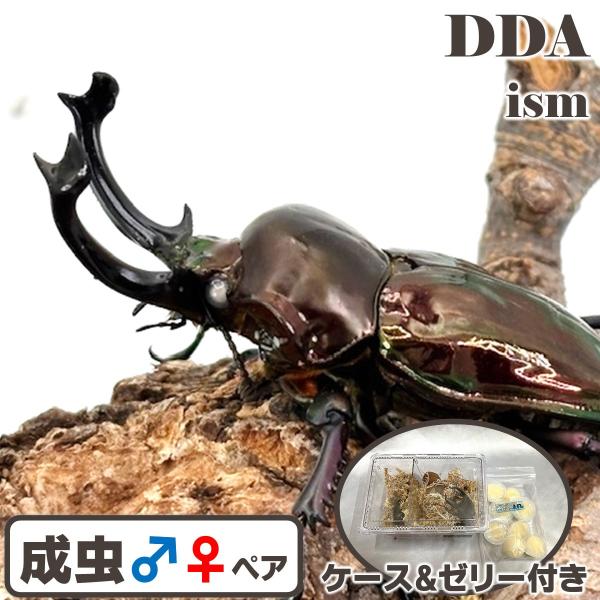(産地:オーストラリア　クイーンズランドCB) (種類（昆虫）:ニジイロクワガタ 成虫♂♀ペア ♀サイズフリー) (注意:画像は同等のイメージとなります。) くわがた 子供 こども 春休み 夏休み 冬休み 観察 飼育 プレゼント ギフト 誕...