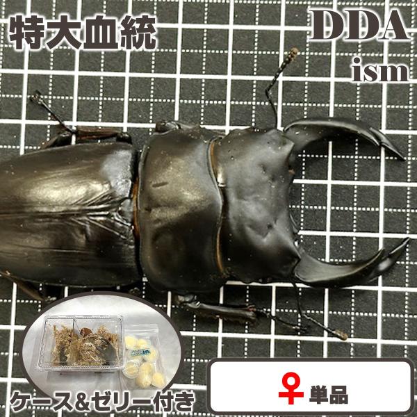 (産地:大阪府能勢町産) (種類（昆虫）:オオクワガタ ♀成虫 単品) (注意:画像は同等のイメージとなります。) くわがた